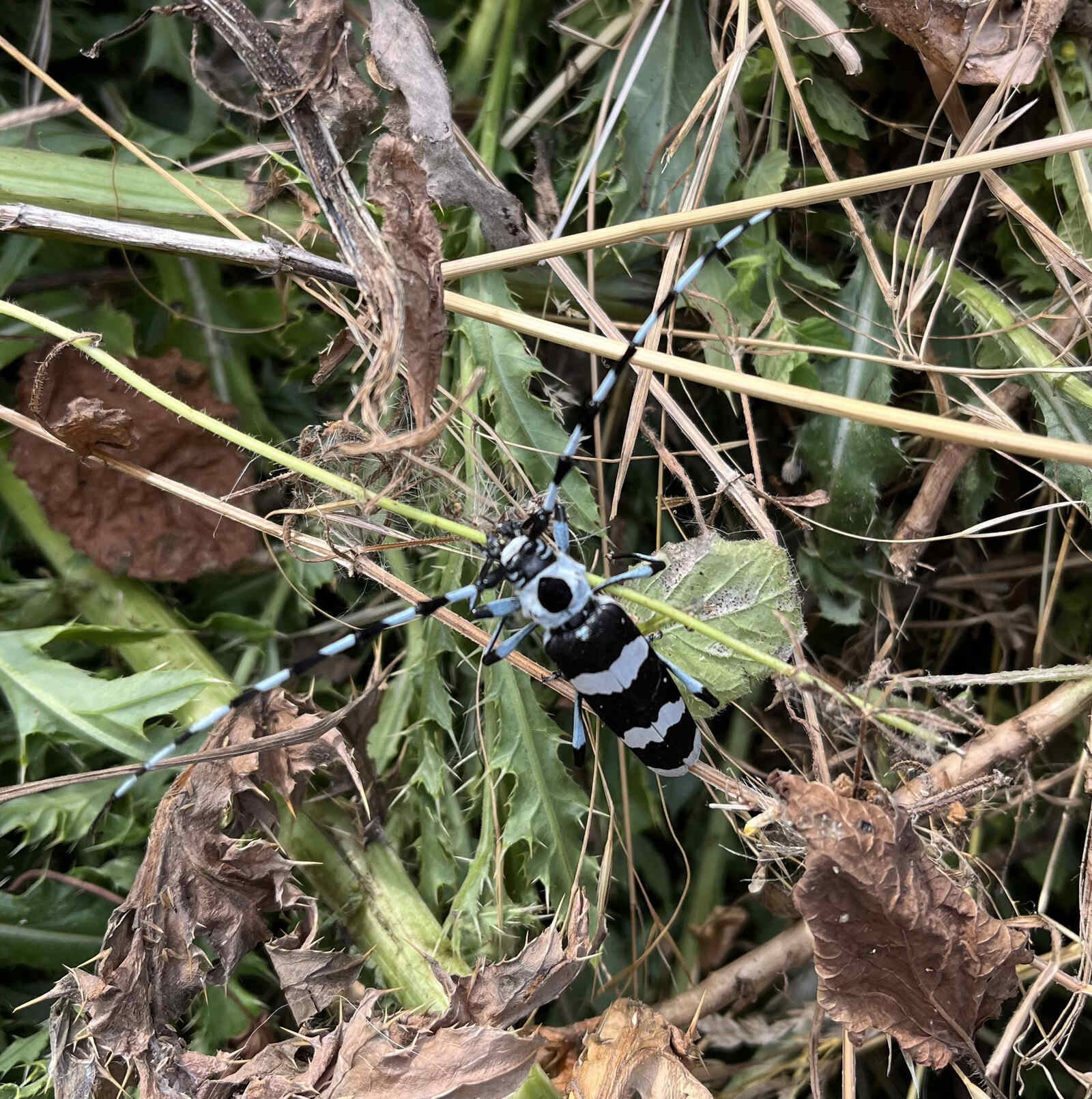 Banded Alder Borer Beetle 2024 – Friends of Baltimore Woods
