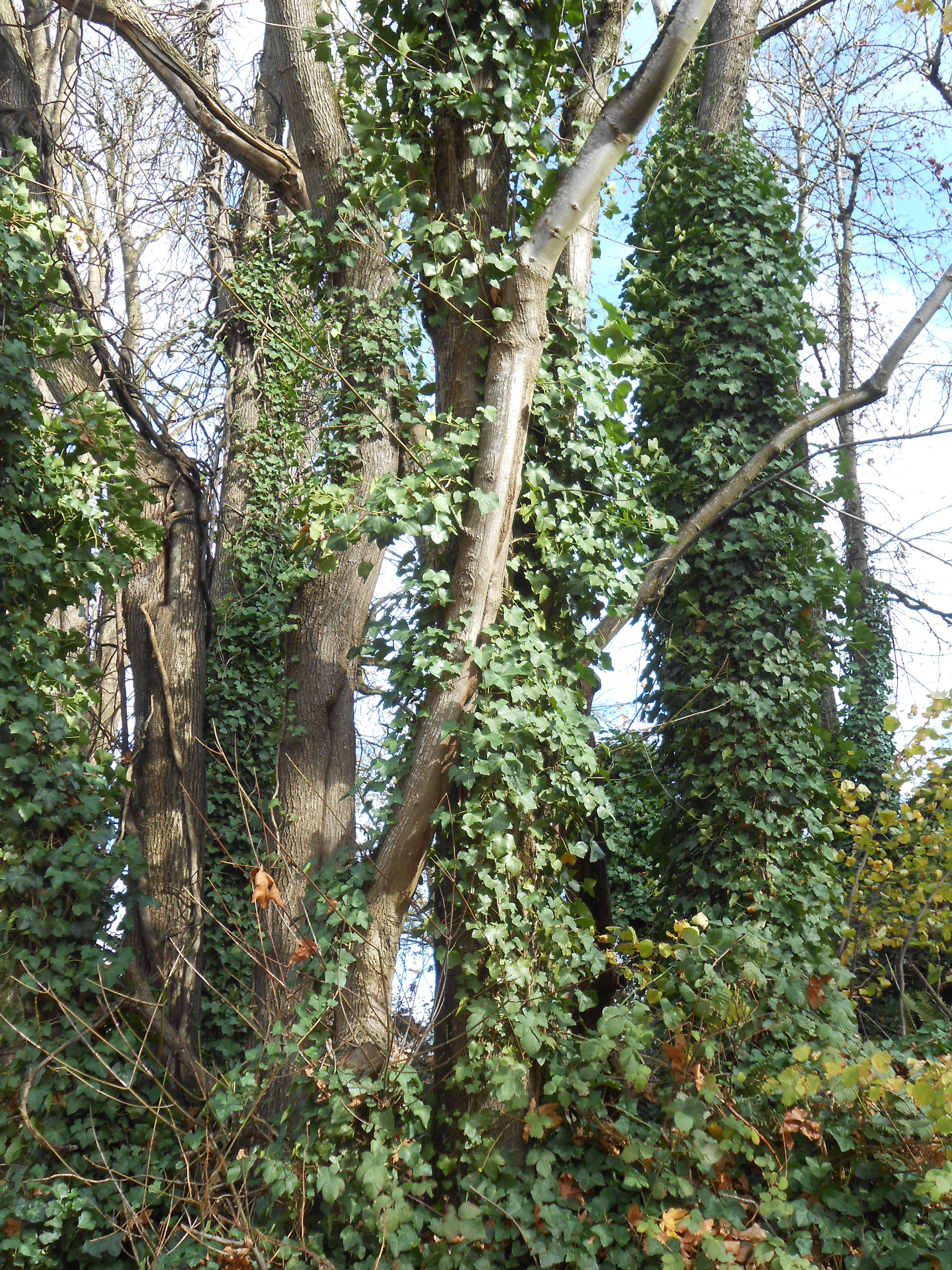 IvyChokingTrees01 – Friends of Baltimore Woods