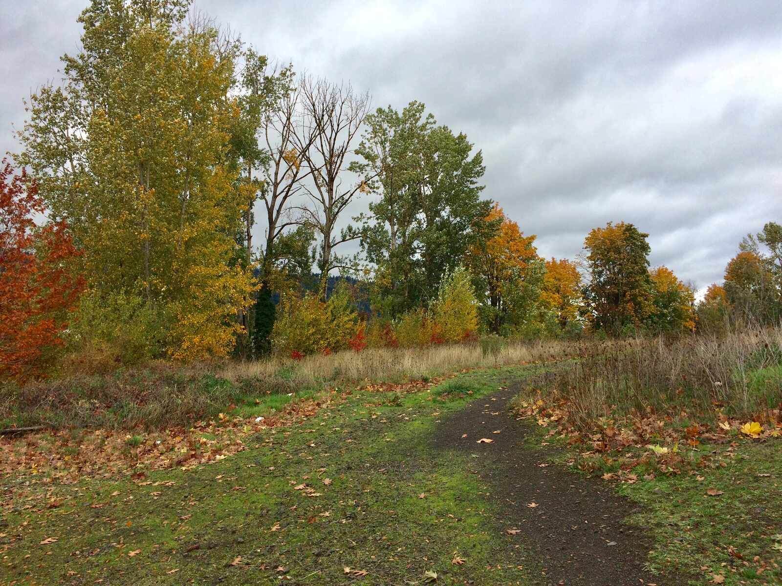 Lower Meadow Trail – Fall 2021 – Friends of Baltimore Woods