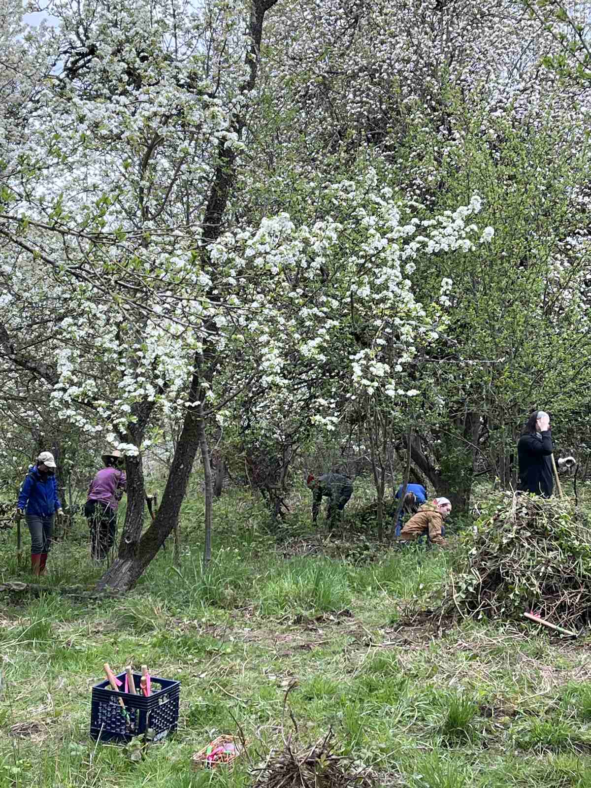 SOLVE Orchard weeding – April 2025 – Friends of Baltimore Woods