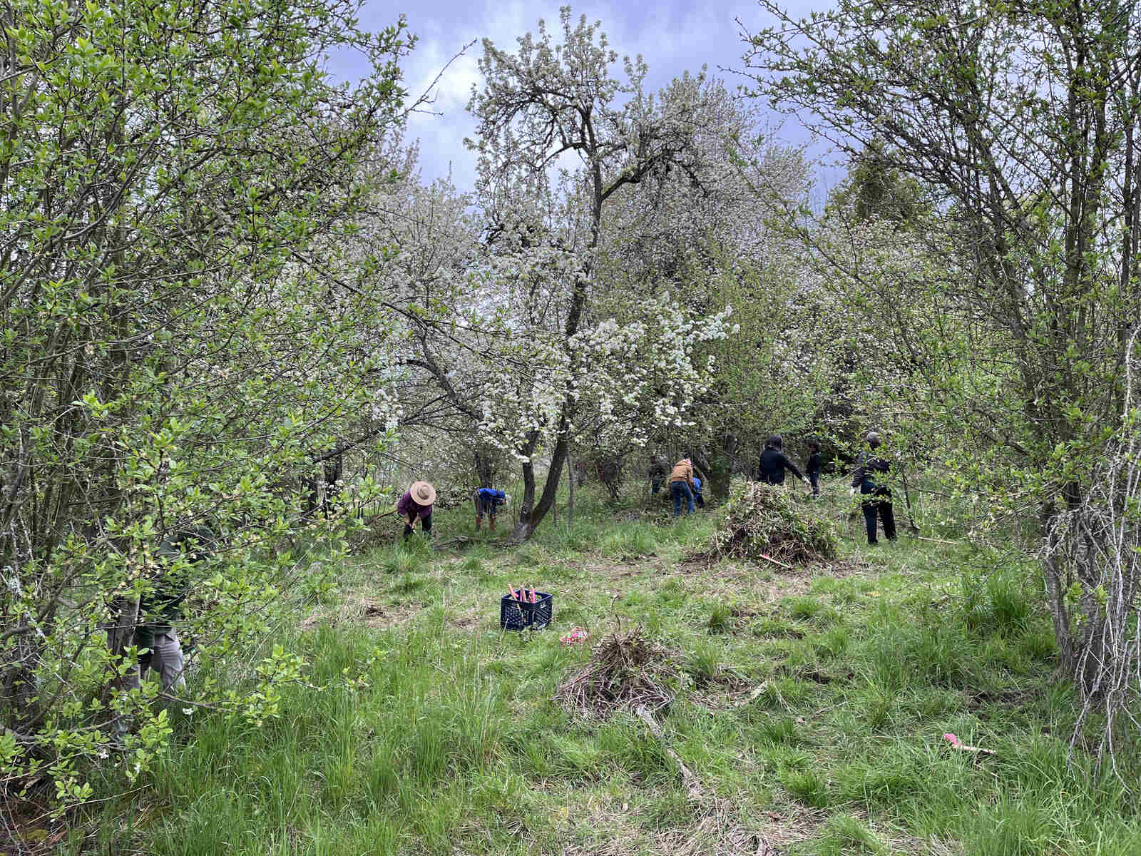 SOLVE Orchard weeding – April 2025 – Friends of Baltimore Woods